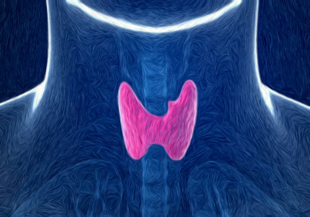 Conociendo a la Tiroides..